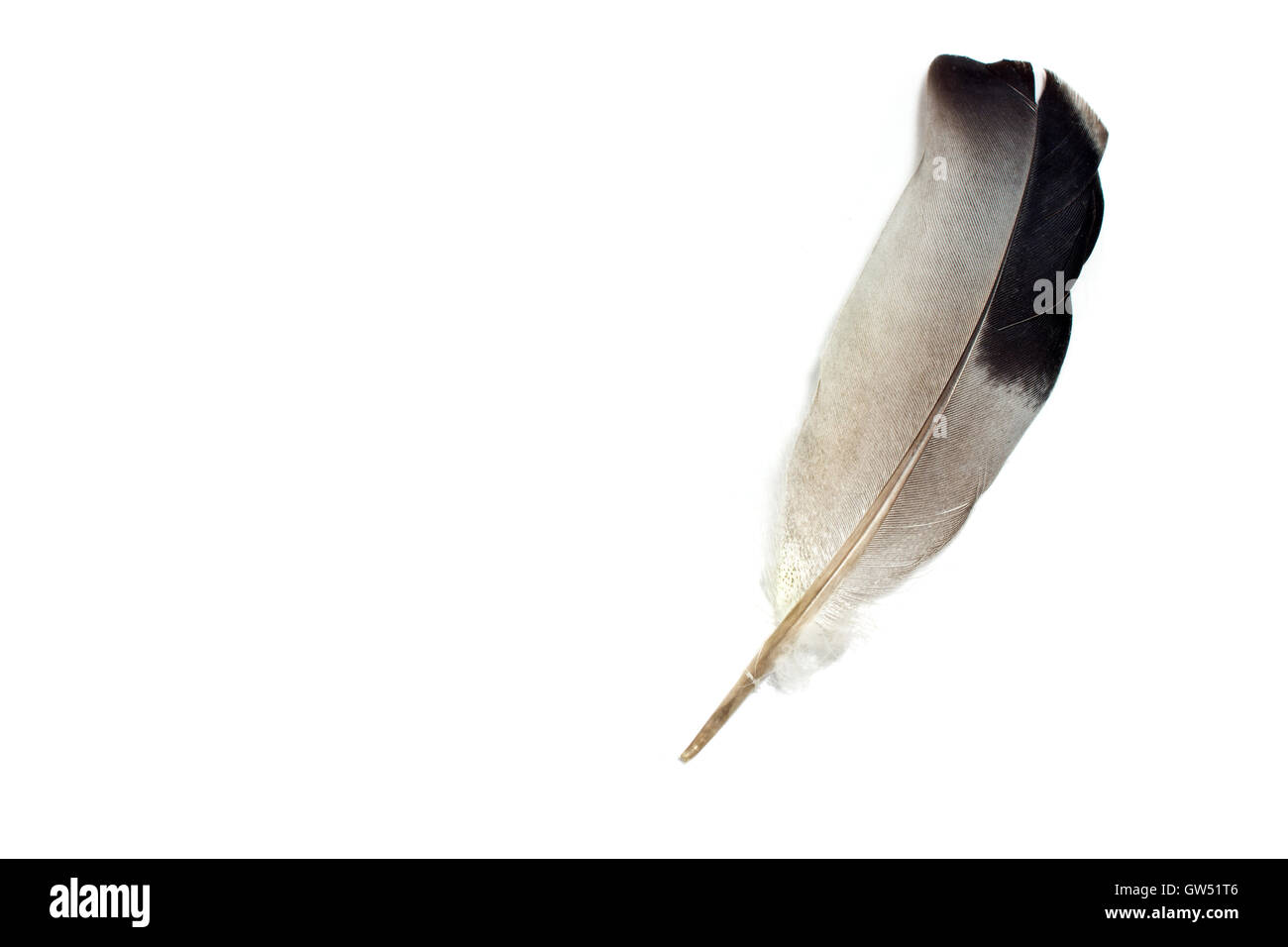 Fragile feather hi-res stock photography and images - Alamy