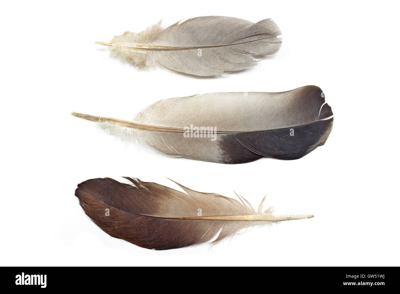 Three feathers isolated on white Stock Photo - Alamy
