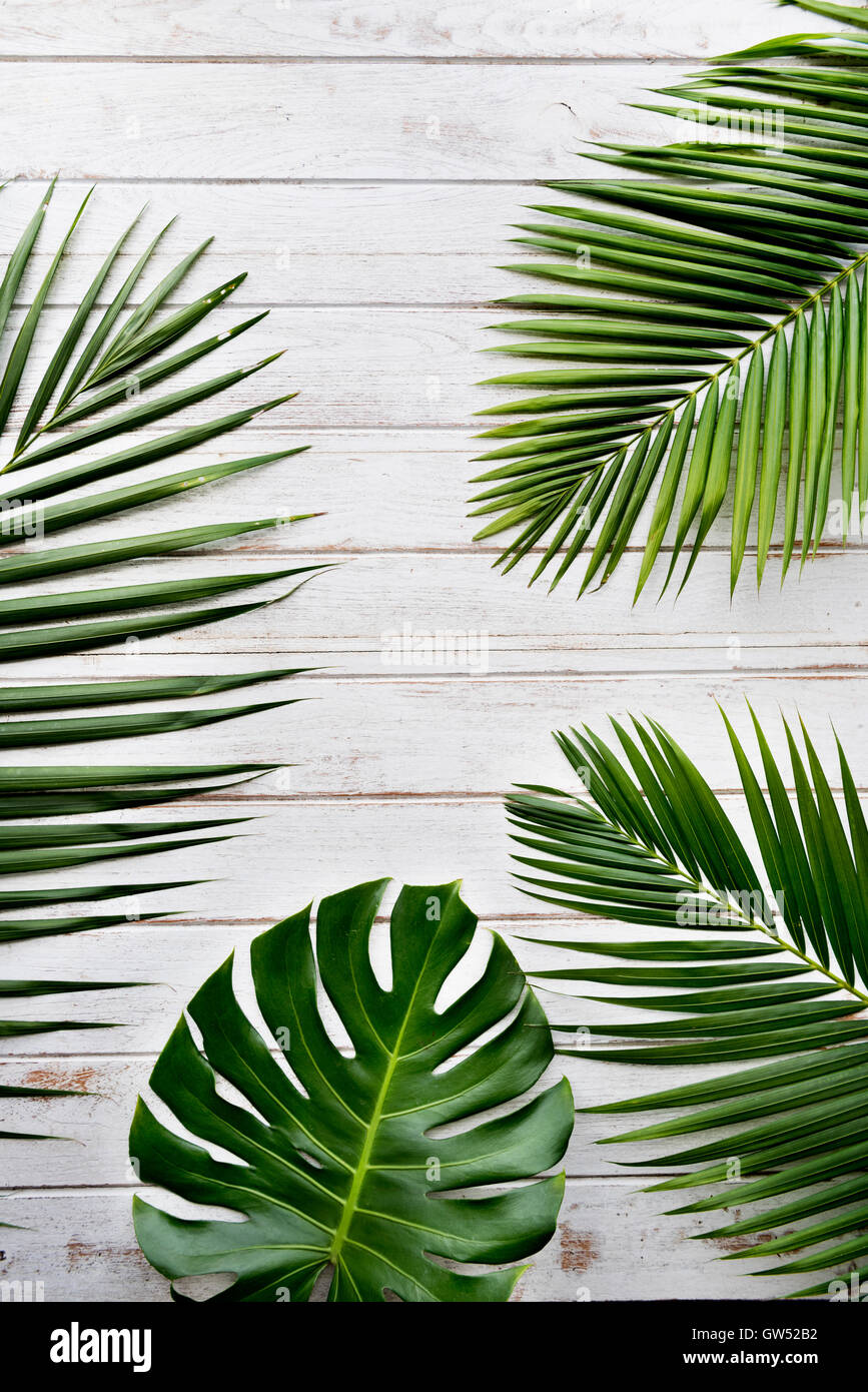 Leaf Leaves Green Flora Refreshment Leisure Relax Concept Stock Photo ...