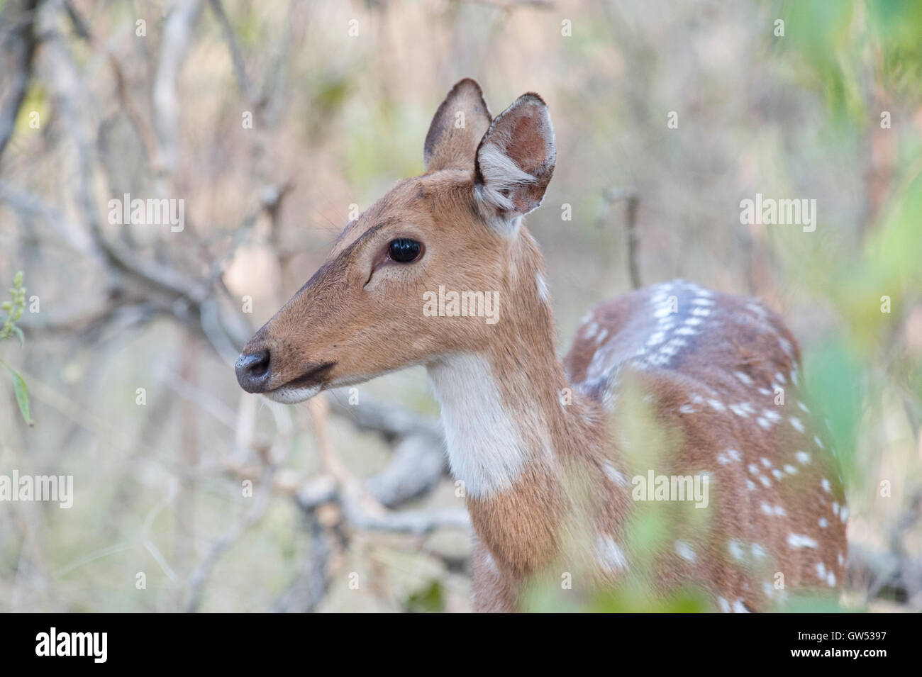 A Chital or Spotted Deer (Axis axis) in the forest of Rajaji National ...