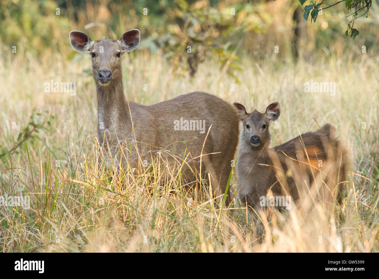Sambar deer young hi-res stock photography and images - Alamy