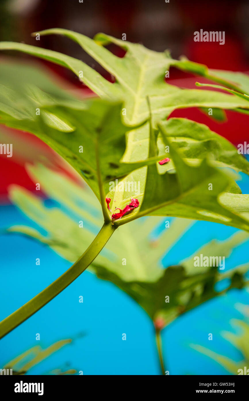 Plants inside building hi-res stock photography and images - Alamy