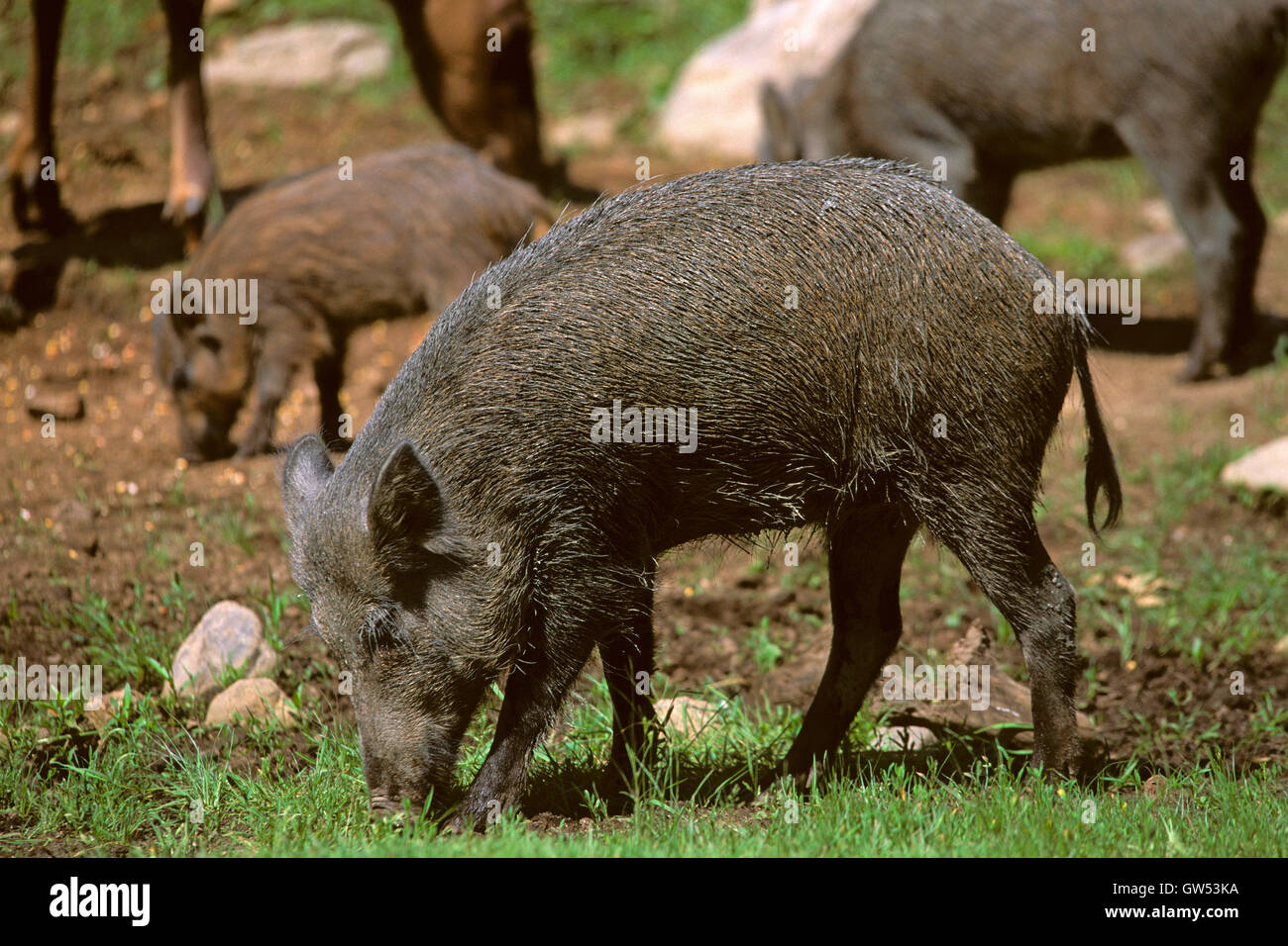 Young wild boar (Sus scrofa) in a farm, Tuscany, Italy Stock Photo - Alamy