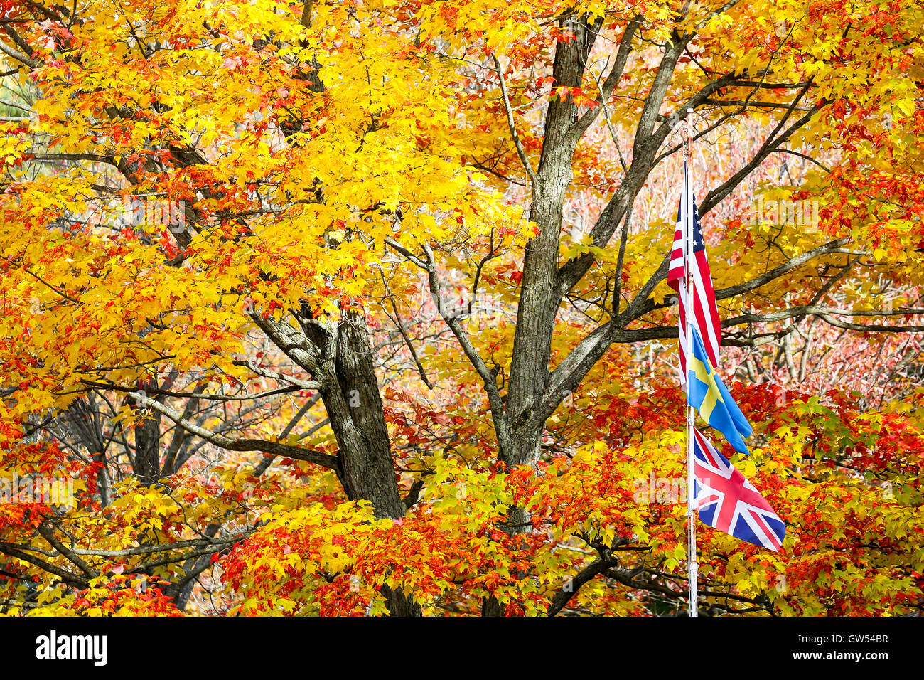 Colorful fall trees behind flags in Wisconsin Stock Photo - Alamy