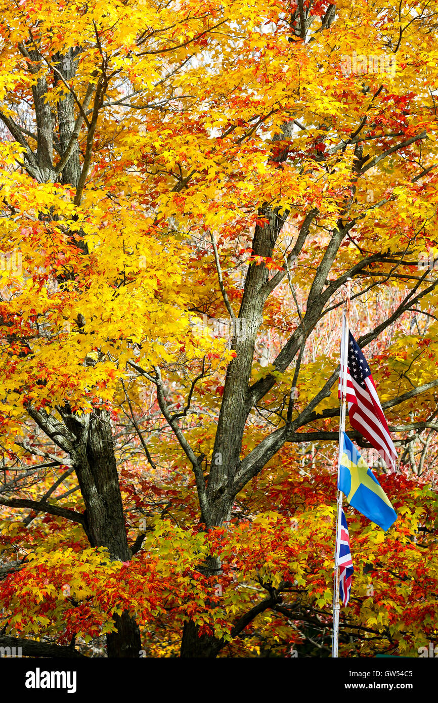 Colorful fall trees behind three flags, vertical Stock Photo - Alamy