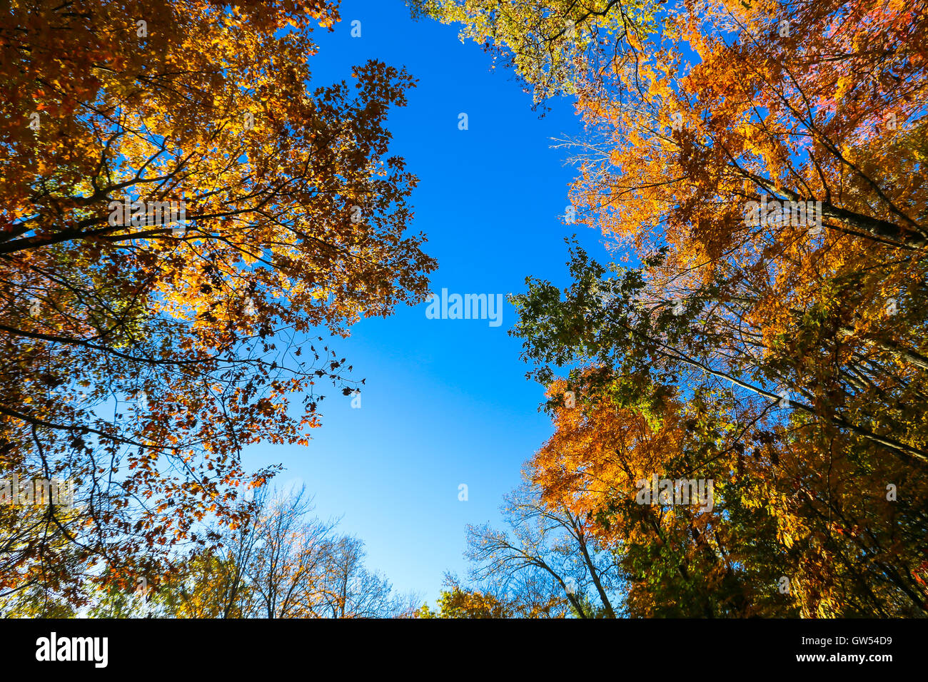 Top of colorful fall trees in front of a blue sky Stock Photo - Alamy