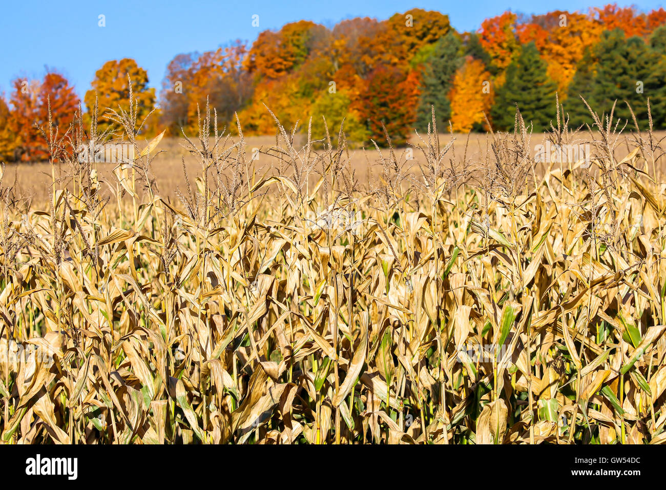 Fall background corn field hi-res stock photography and images - Alamy