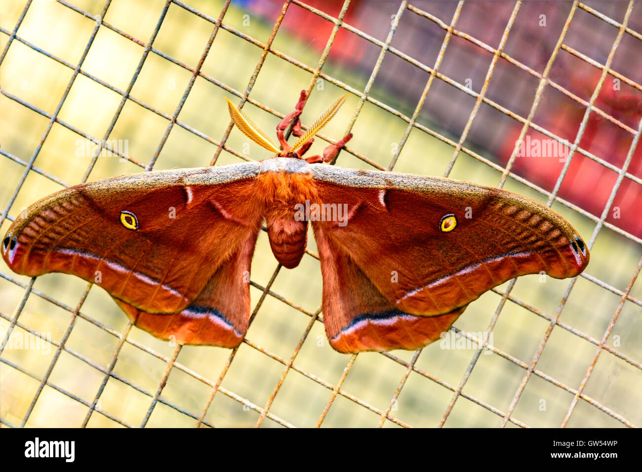 Polyphemus moth hi-res stock photography and images - Alamy