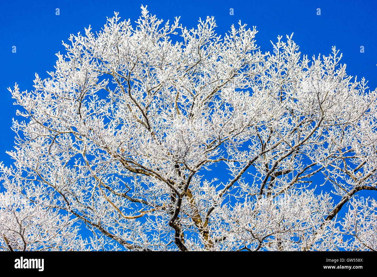 Tree covered with white frost in front of a blue sky Stock Photo - Alamy
