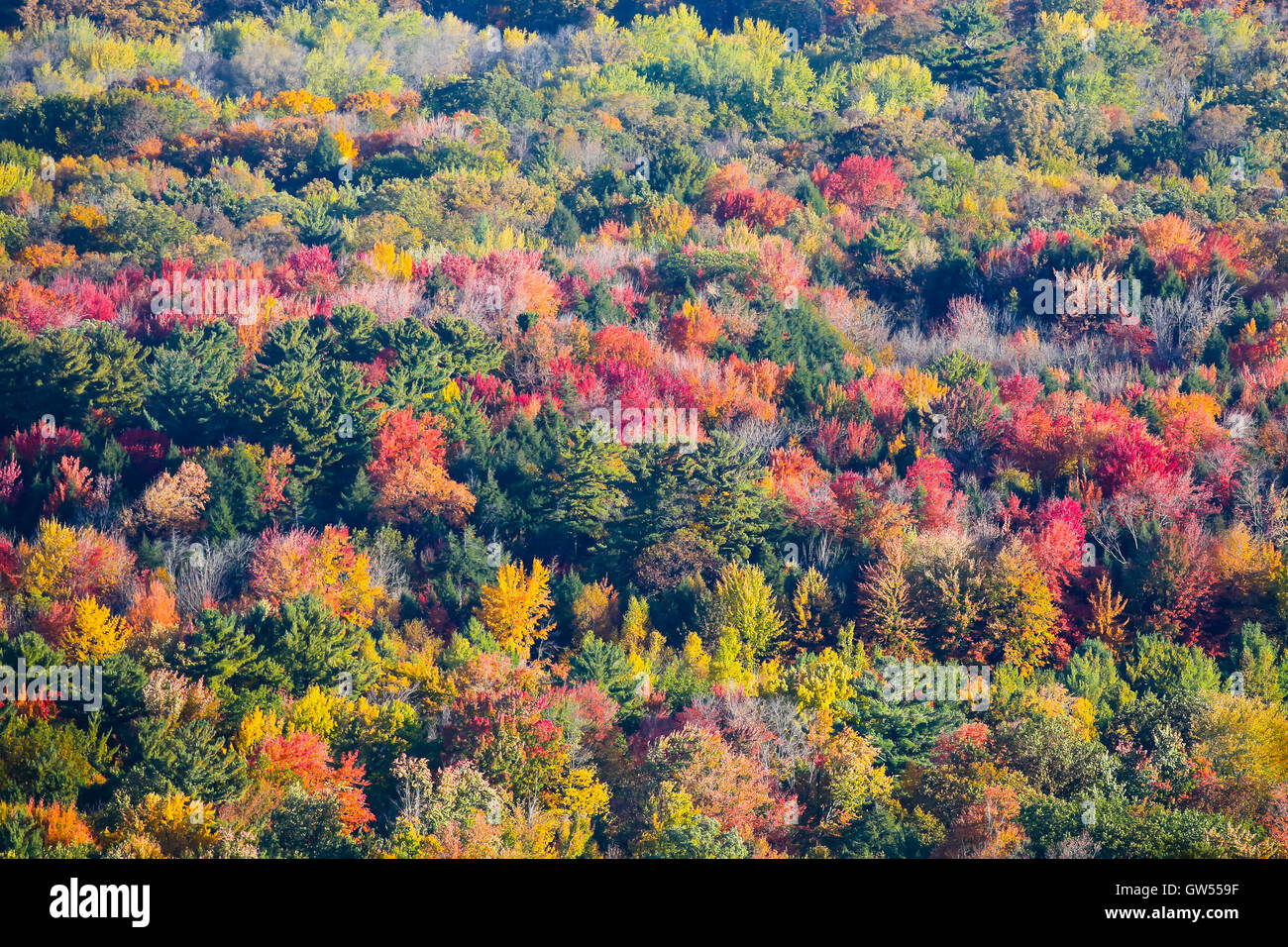 A colorful Wisconsin hillside view of fall trees in October Stock Photo ...