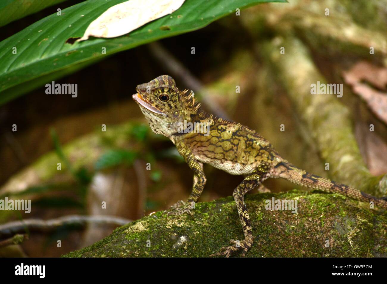 Female anglehead lizard threat display Stock Photo - Alamy