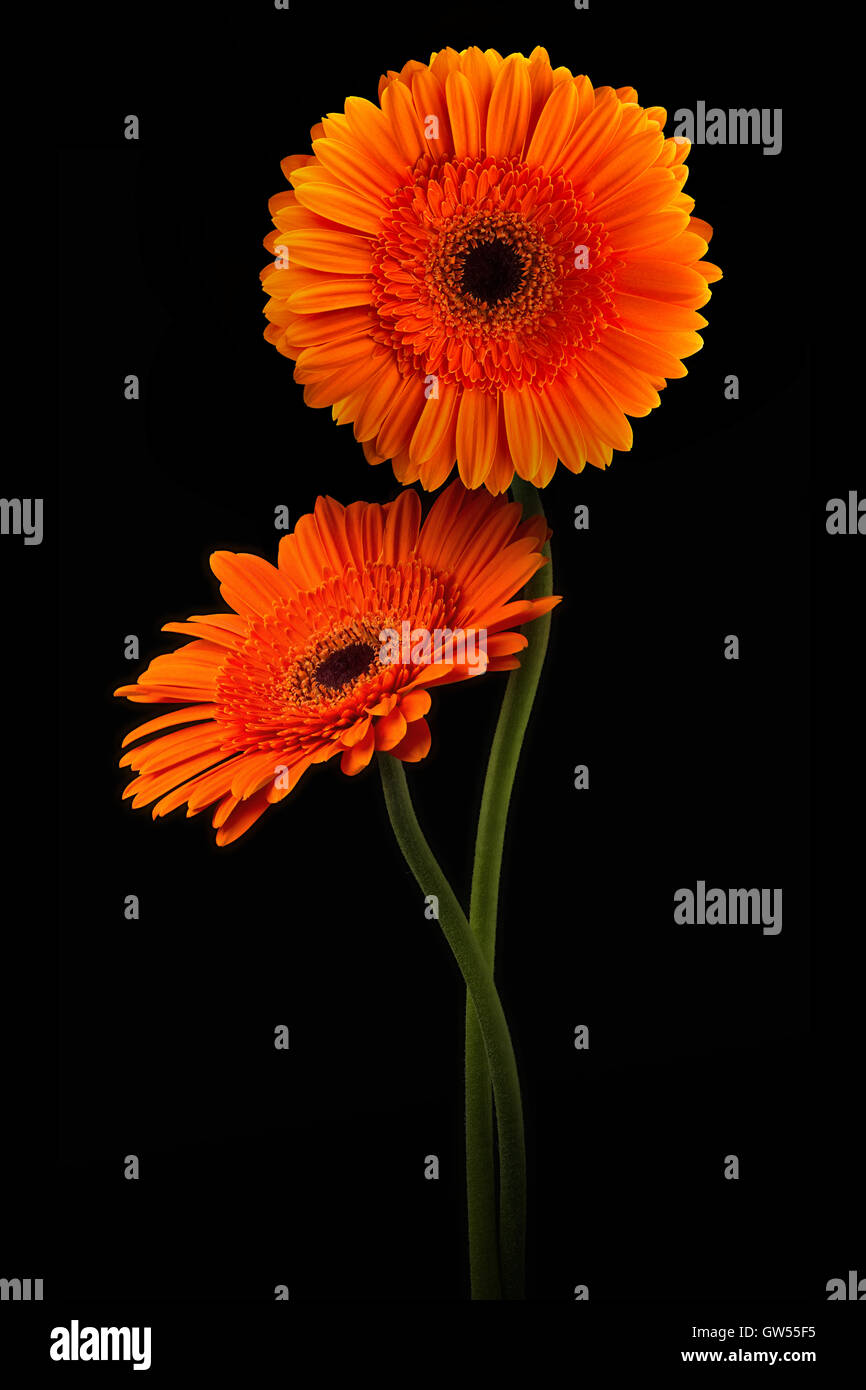 Orange gerbera with stem isolated on black Stock Photo - Alamy