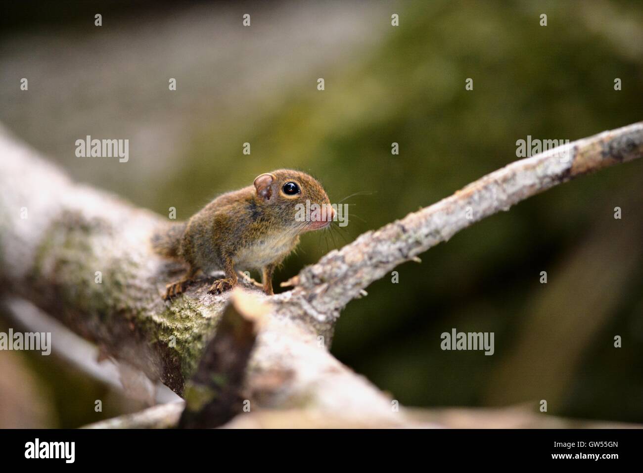 African Pygmy Squirrel Size