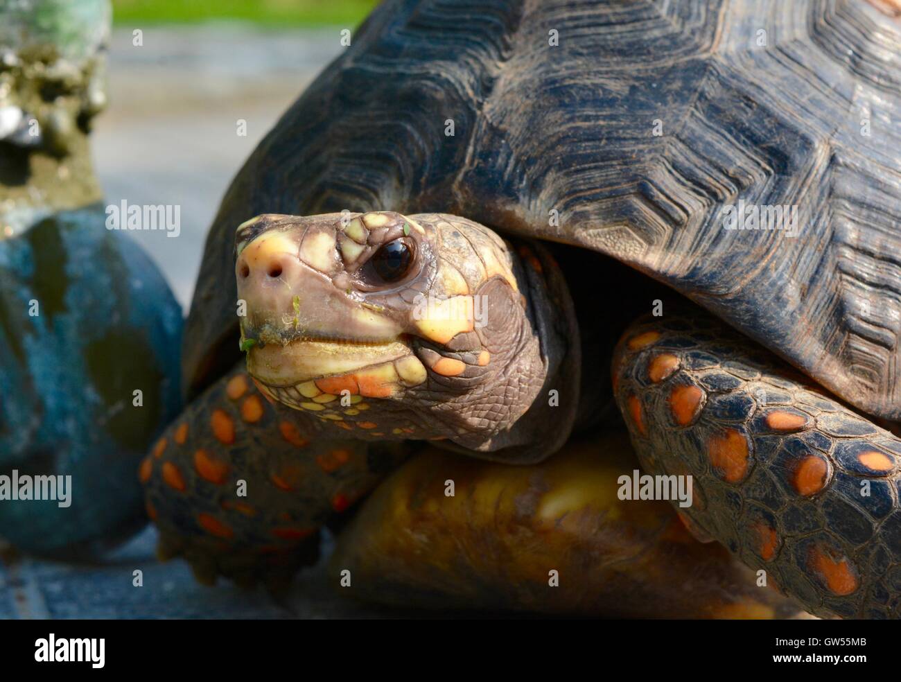 Red footed tortoise Stock Photo - Alamy