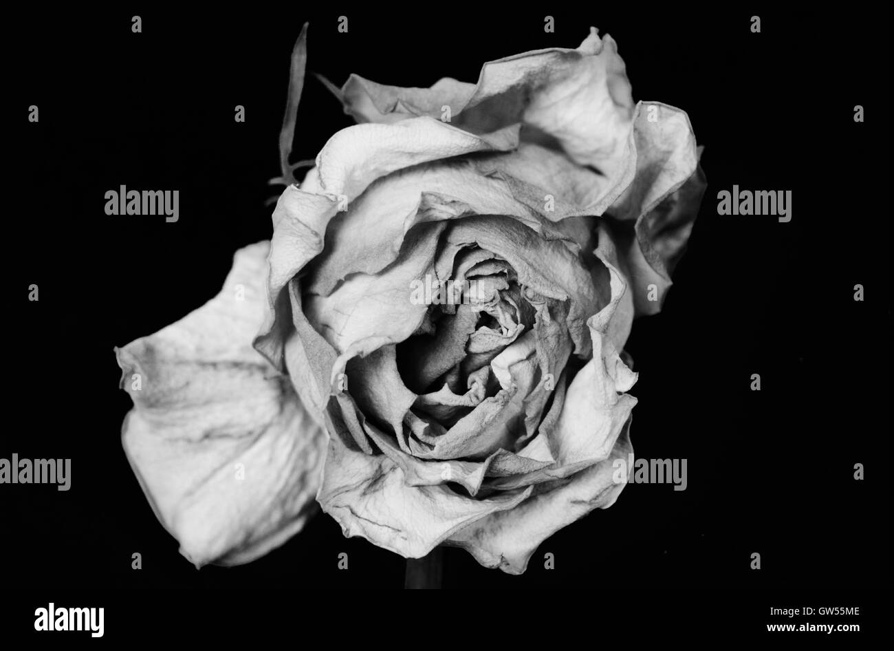 Dying Rose Black And White