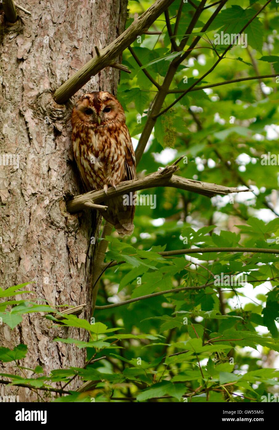 Daytime resting owl Stock Photo - Alamy