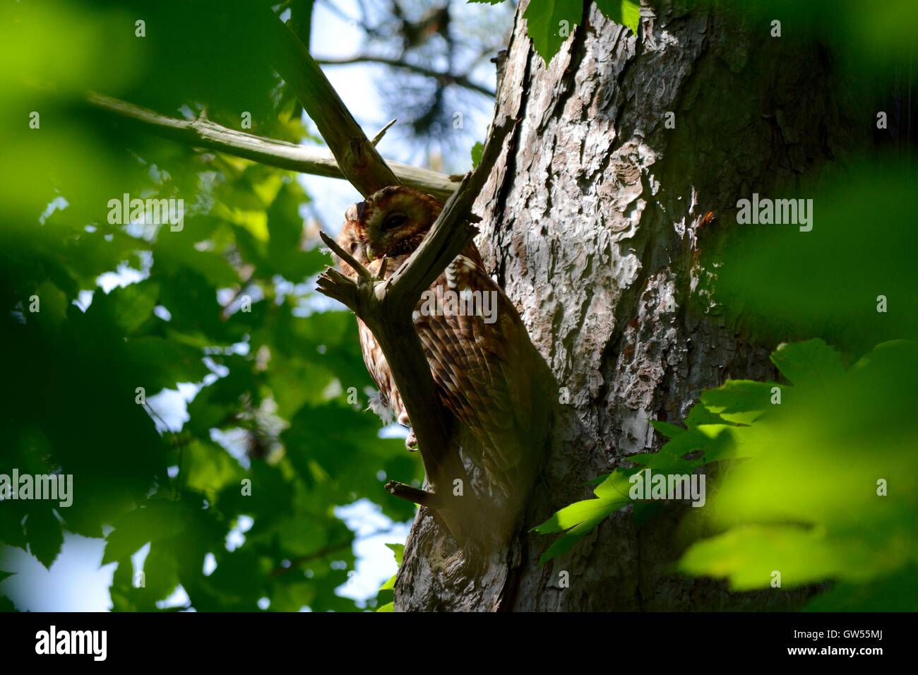 Tawny owl in pine tree Stock Photo - Alamy