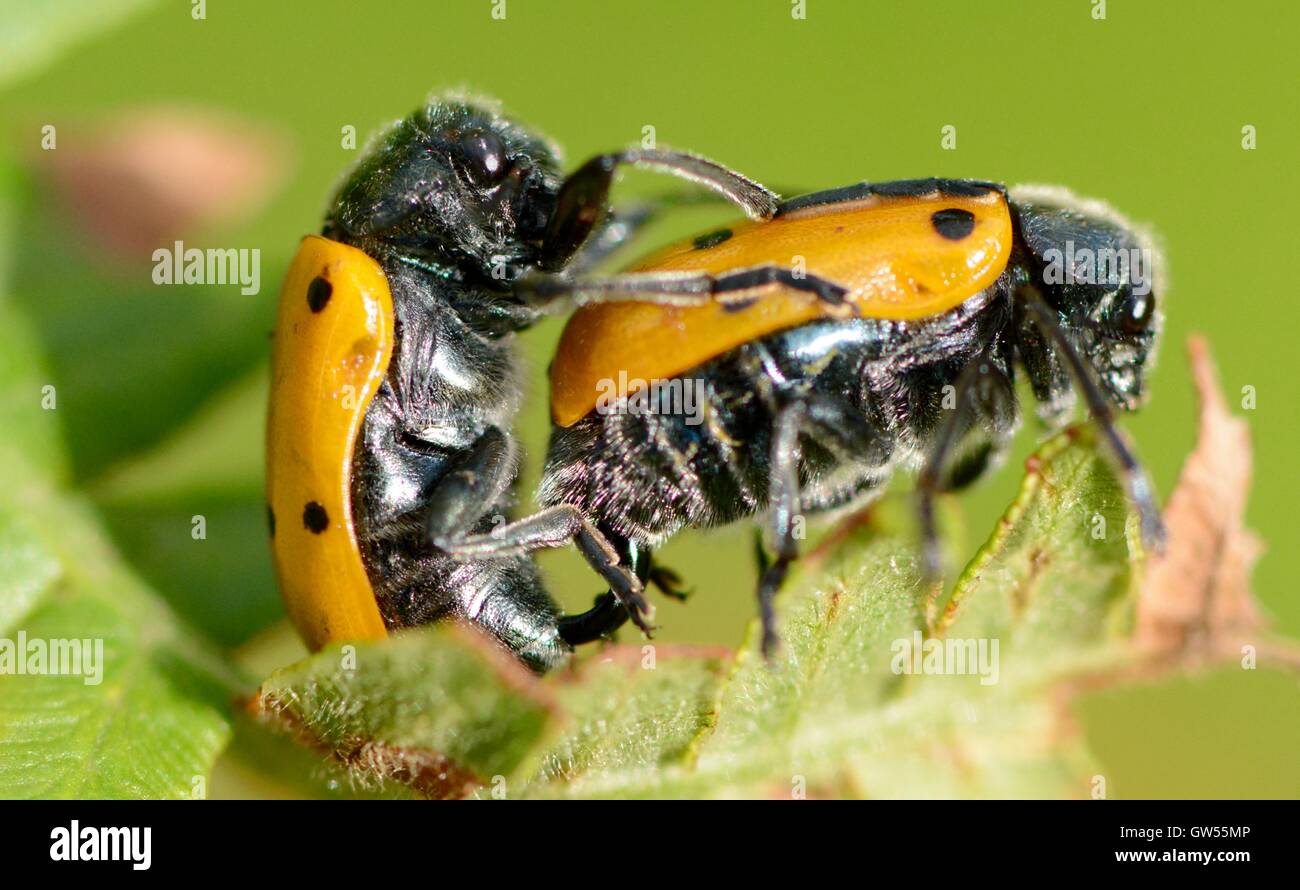 two leaf beetles and the joys of spring Stock Photo - Alamy