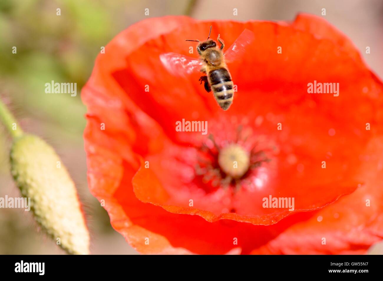 honey bee in flight Stock Photo - Alamy