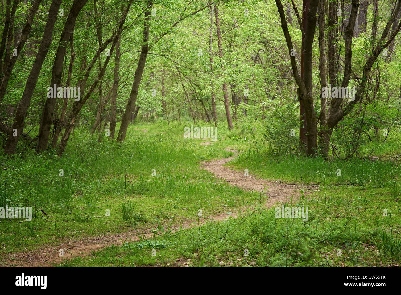 Lush spring color in the forest along the Middle Patuxent River in ...
