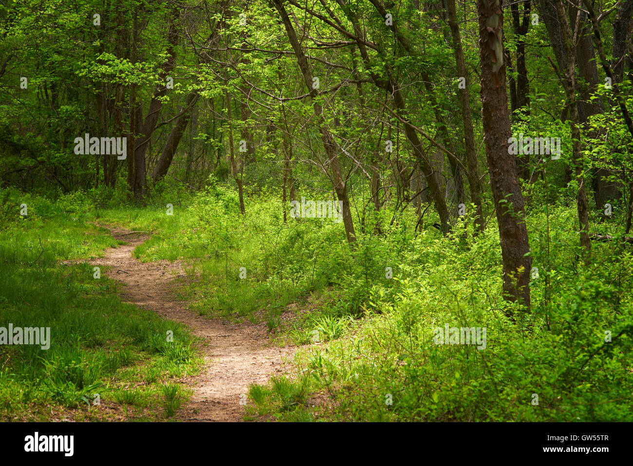 Lush spring color in the forest along the Middle Patuxent River in ...