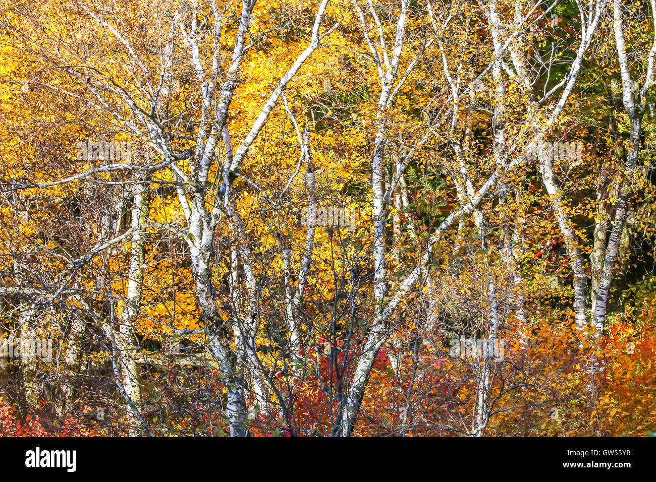 Wisconsin autumn foliage with birch trees Stock Photo - Alamy
