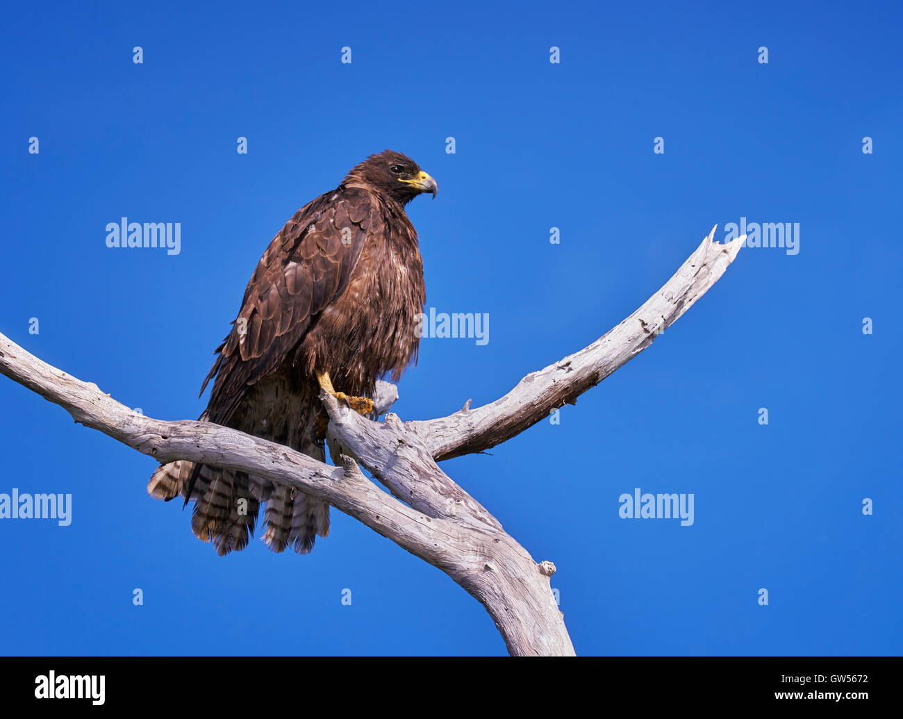 Galapagos hawk hi-res stock photography and images - Alamy