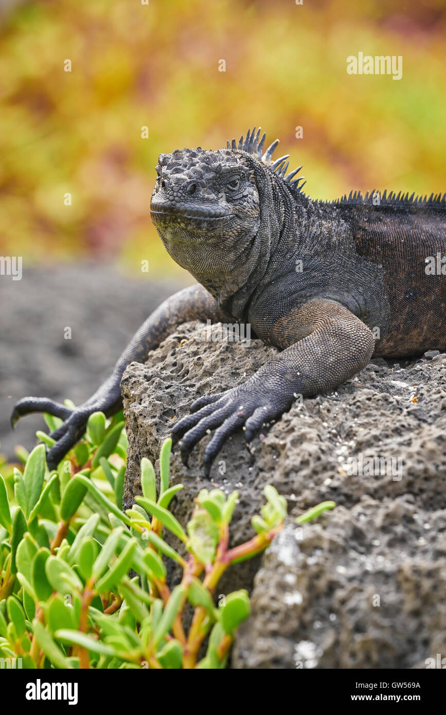 Marine Iguana (Amblyrhynchus cristatus) along the shore of Puerto Ayora ...