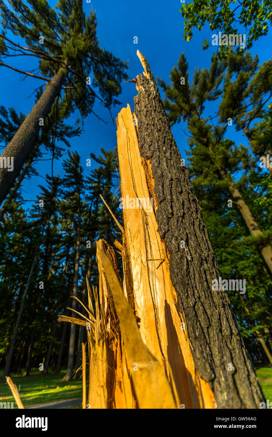Wind damaged tree hi-res stock photography and images - Alamy
