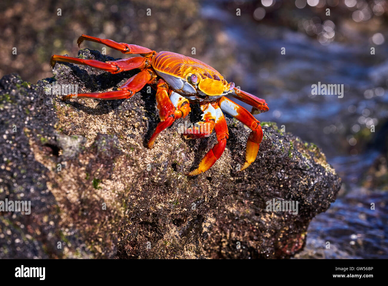 Colorful Sally Lightfoot crab (Grapsus grapsus) in the Galapagos ...