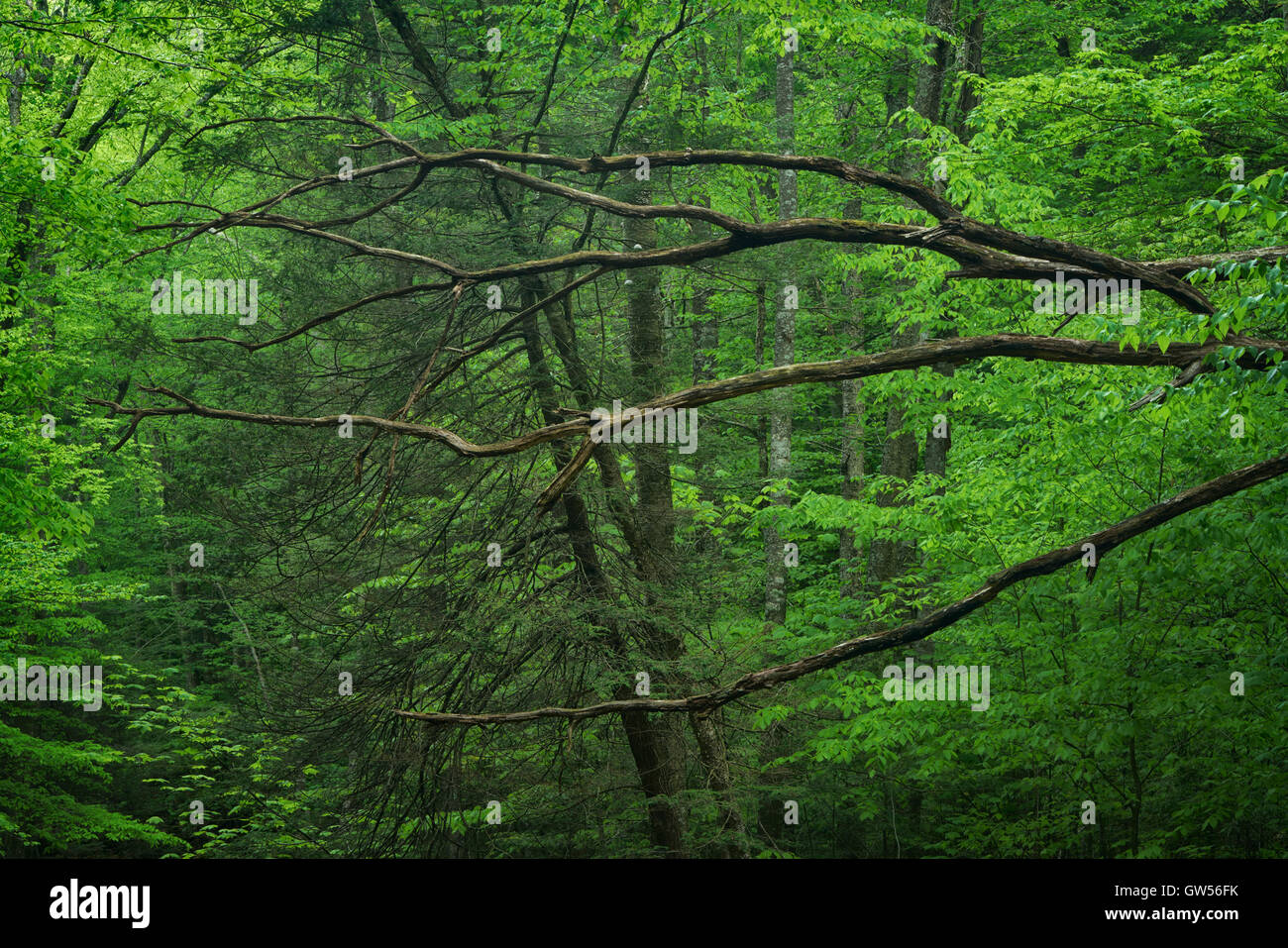Fallen tree in spring near the intersection of Sullivan Run and Pigeon ...