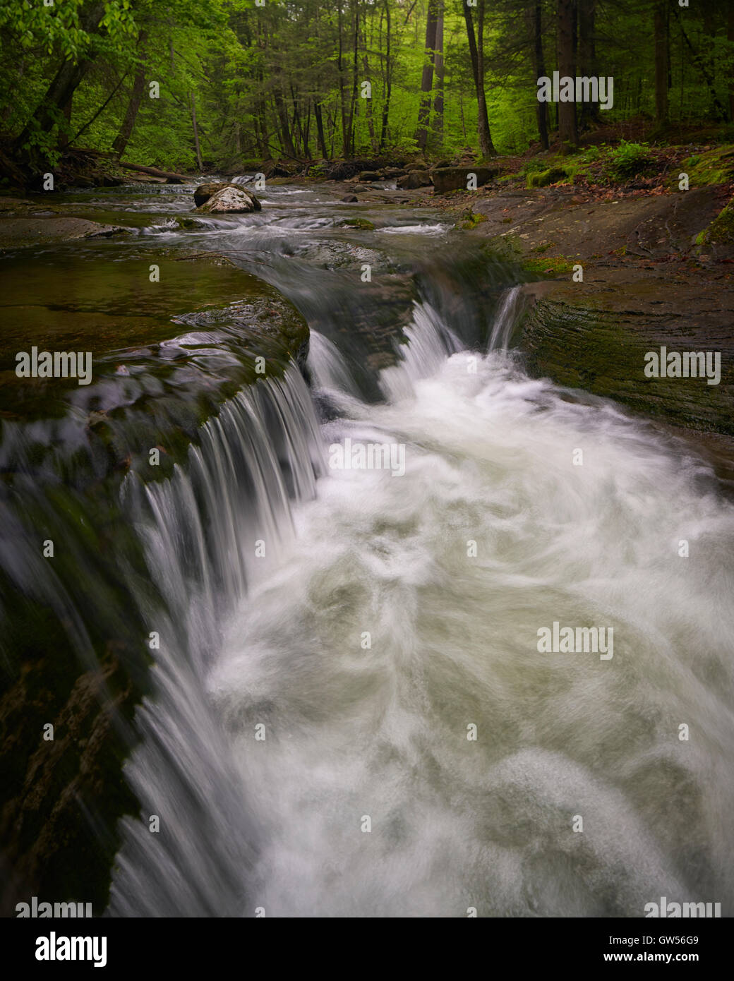 Spring along Sullivan Run in Sullivan County, Pennsylvania Stock Photo ...