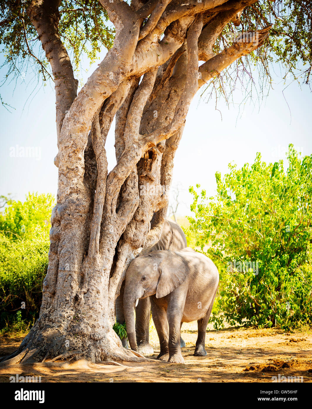Elephant hiding behind tree in hi-res stock photography and images - Alamy