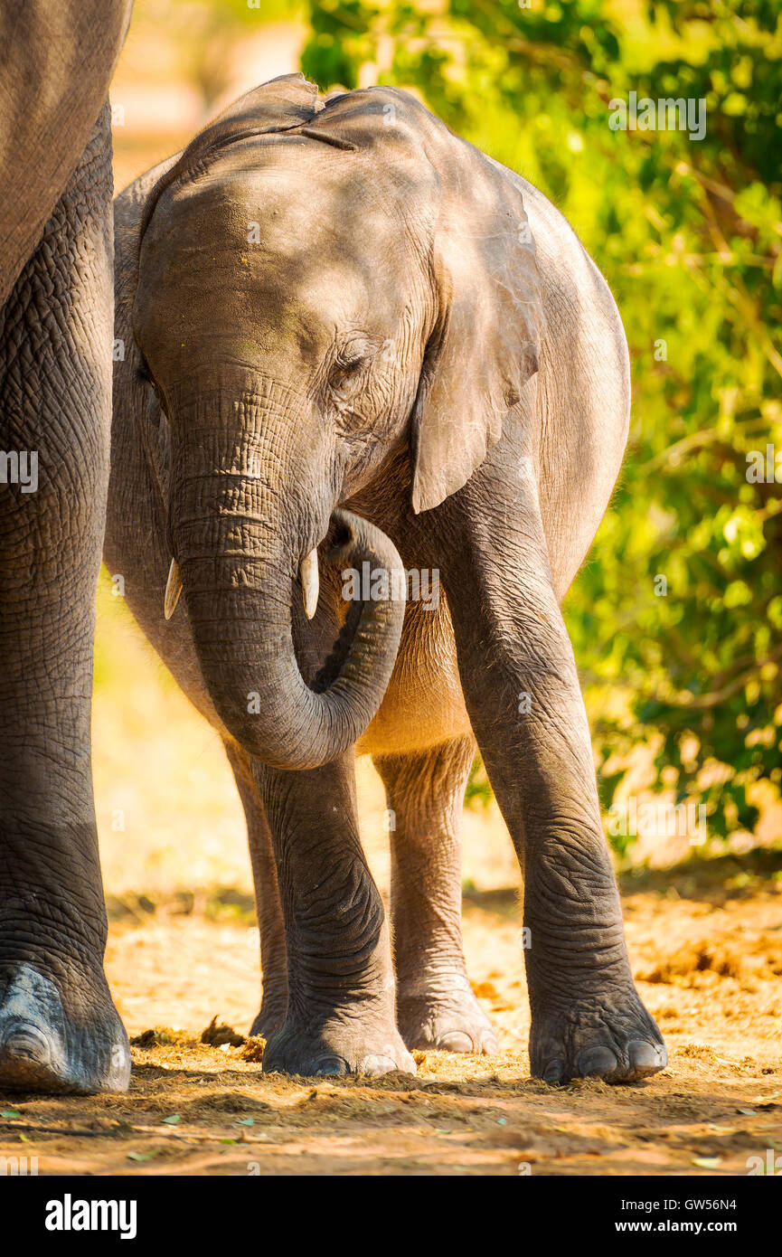 Baby elephant calf standing with its mother in the wild in Botswana ...