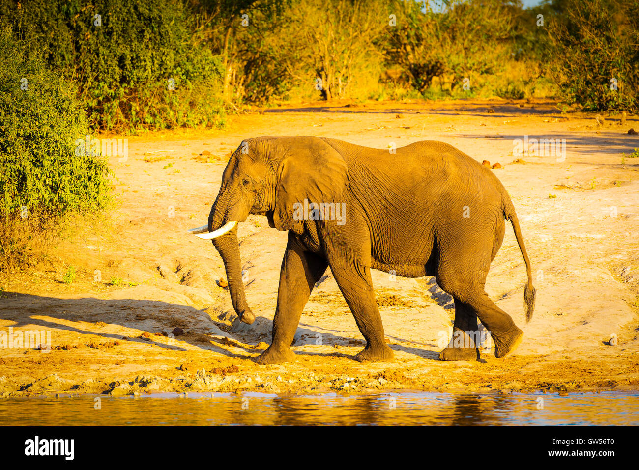 Large bull elephant hi-res stock photography and images - Alamy