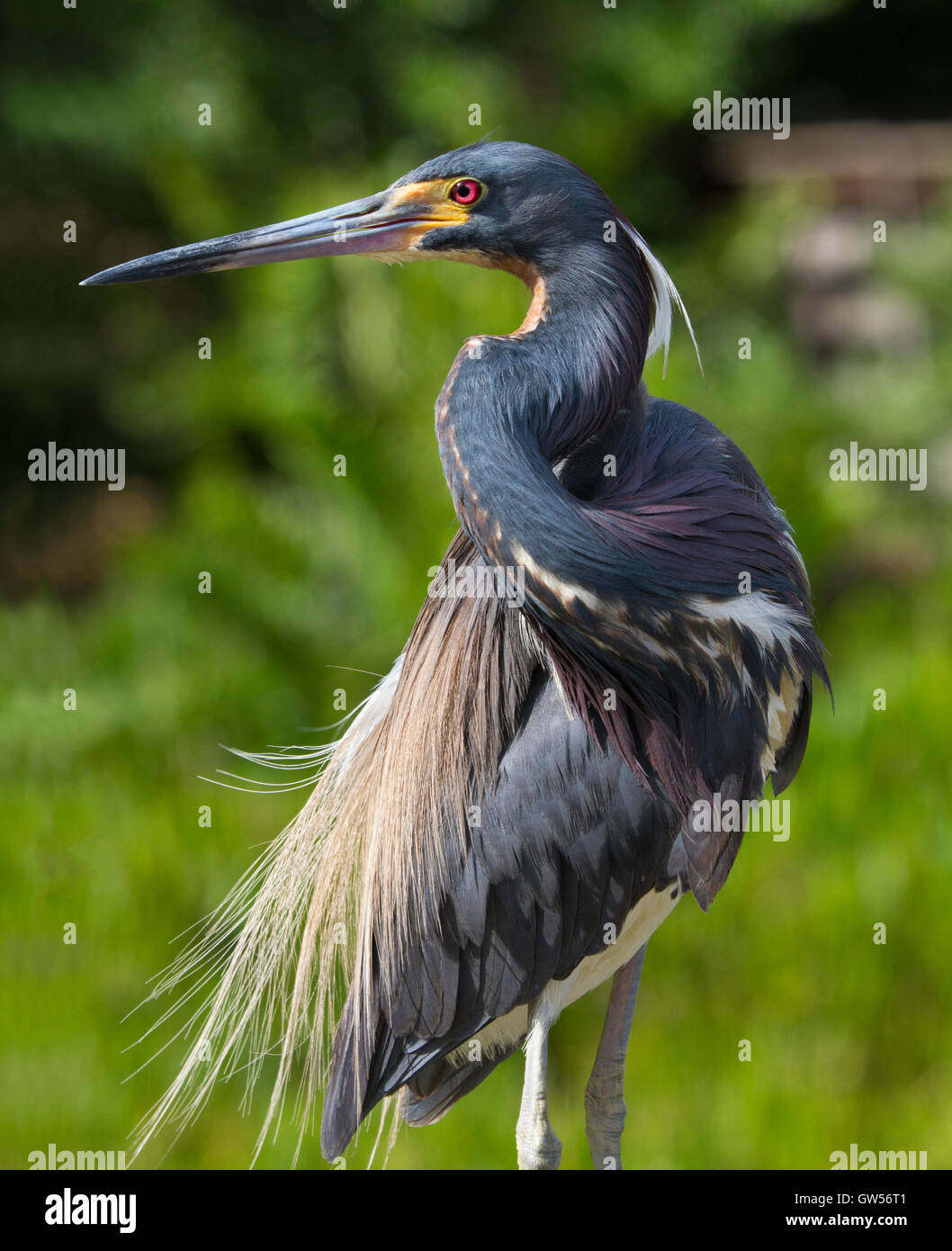 Louisiana Heron aka Tri-Color Heron, Egretta tricolor, assumes a ...
