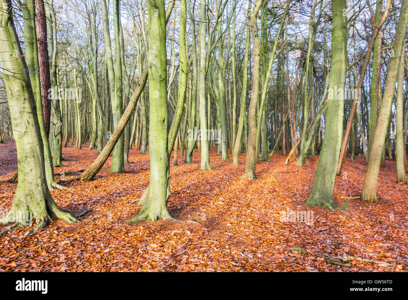 A landscape scene of autumnal woodland in the UK during autumn Stock ...