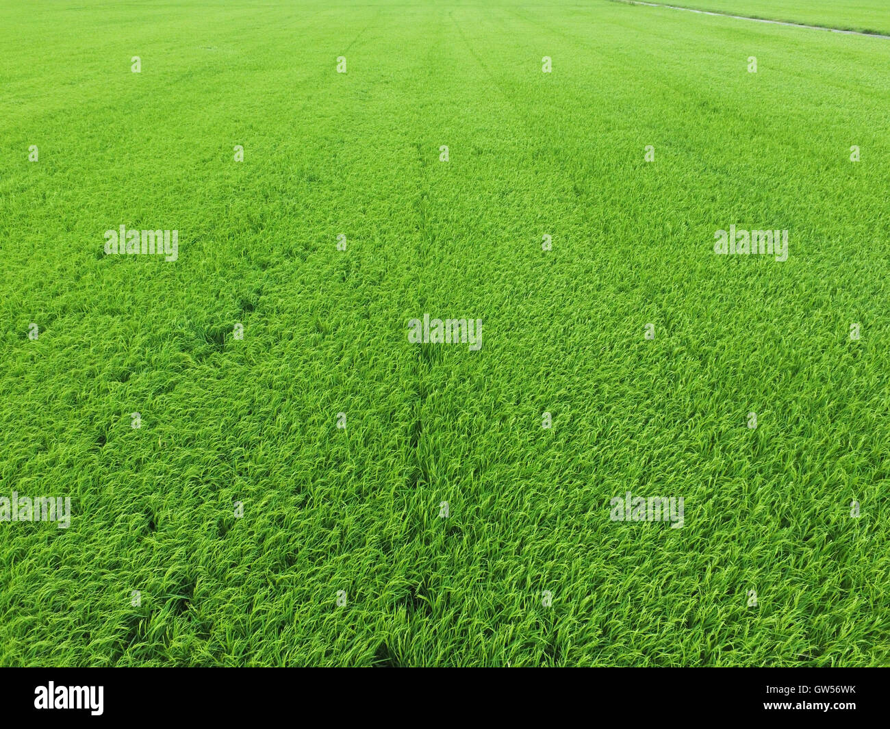 aerial view of rice field agricultural Stock Photo - Alamy
