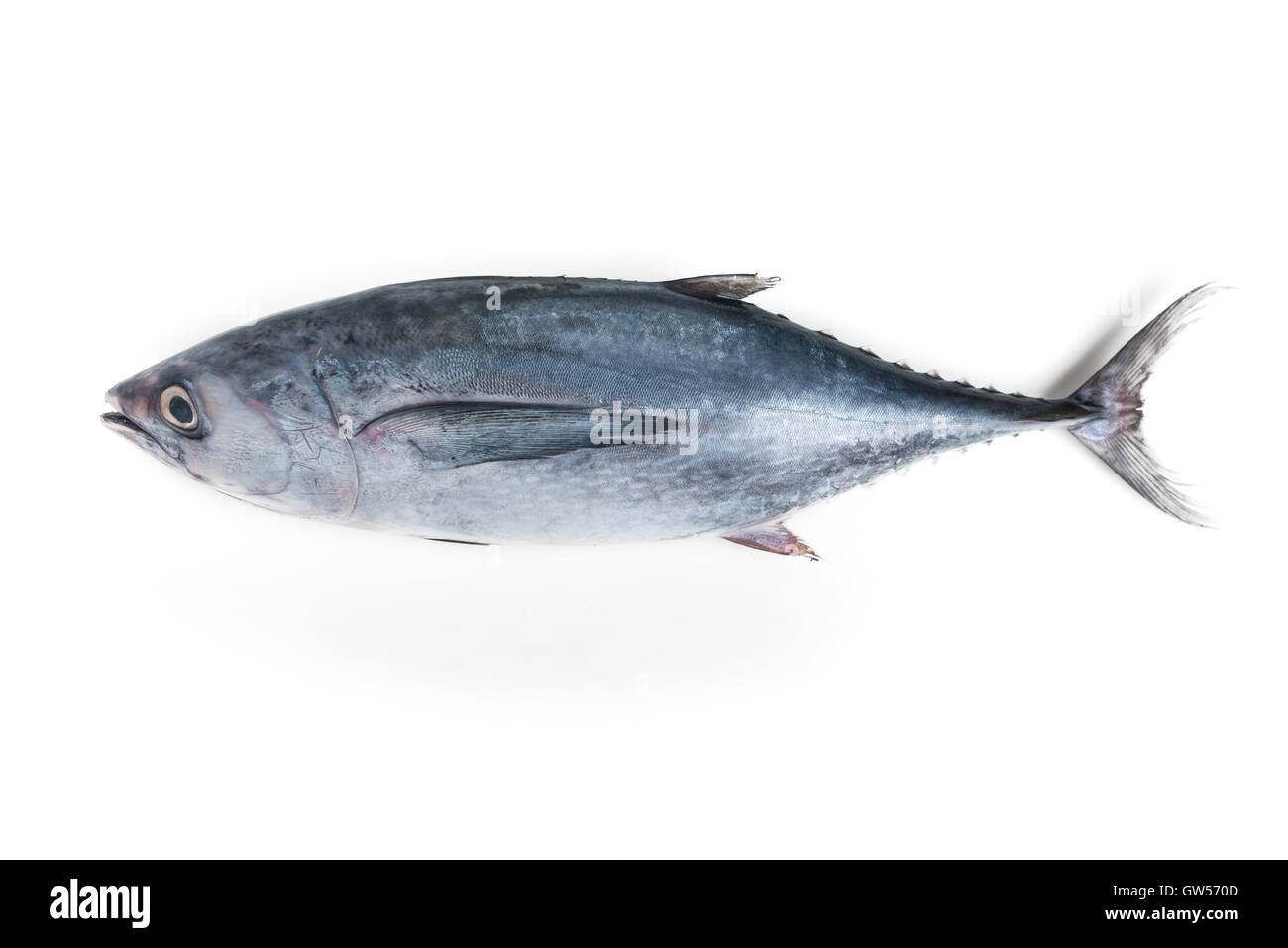 longtail tuna isolated on white Stock Photo - Alamy