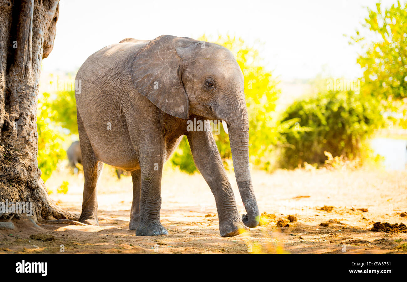 Elephant baby hi-res stock photography and images - Alamy