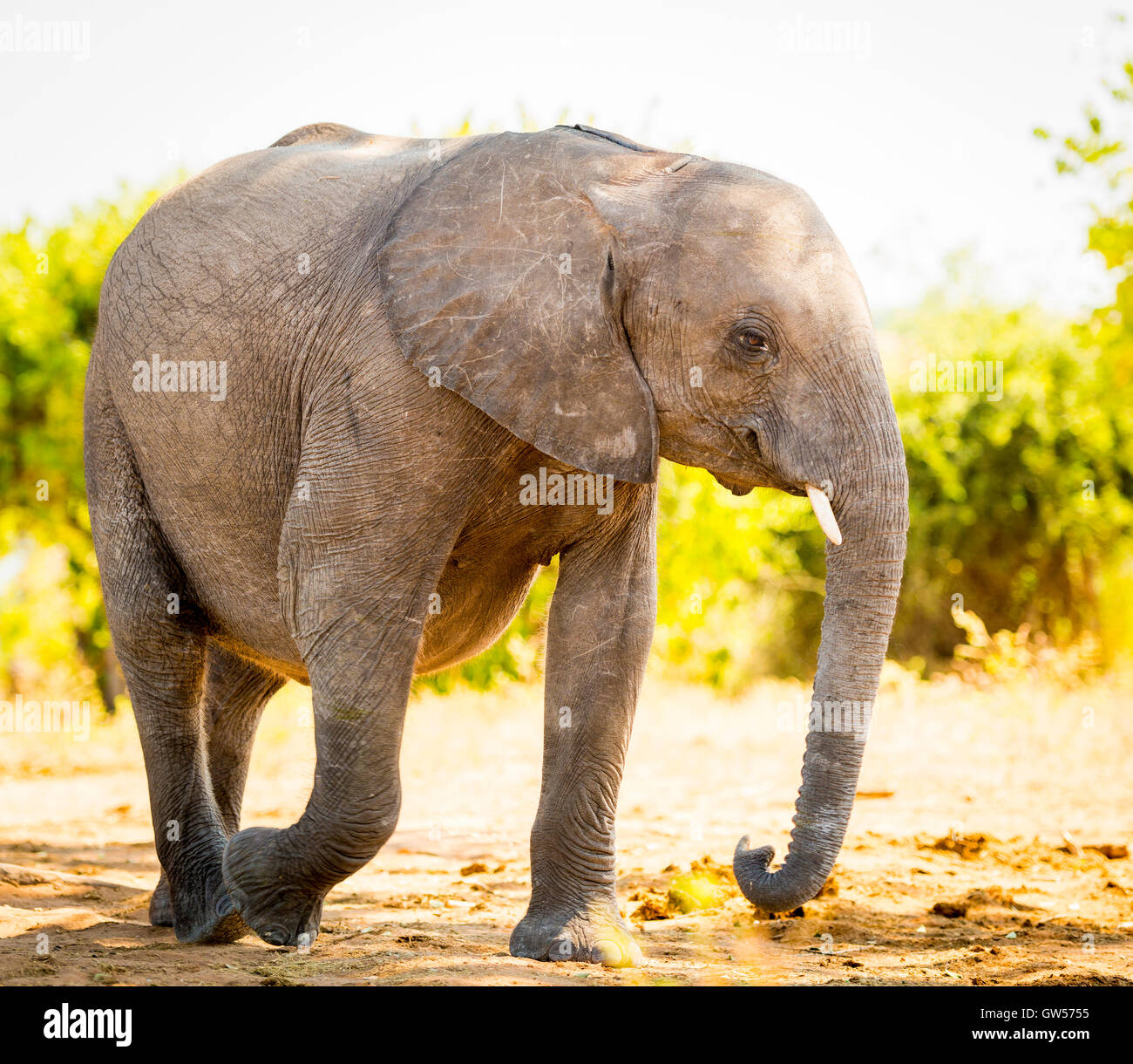 Elephant baby hi-res stock photography and images - Alamy