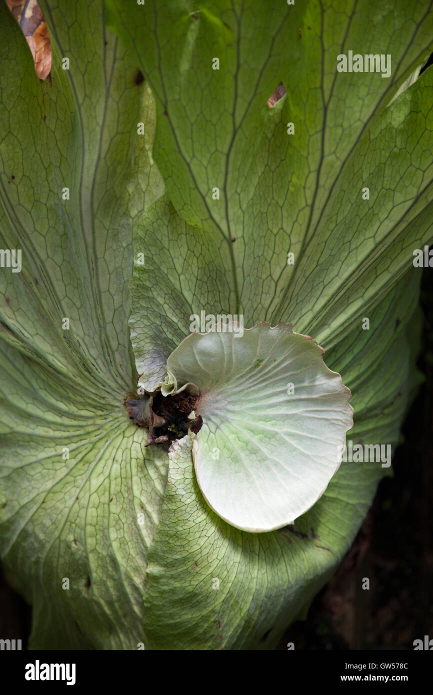 P superbum hi-res stock photography and images - Alamy