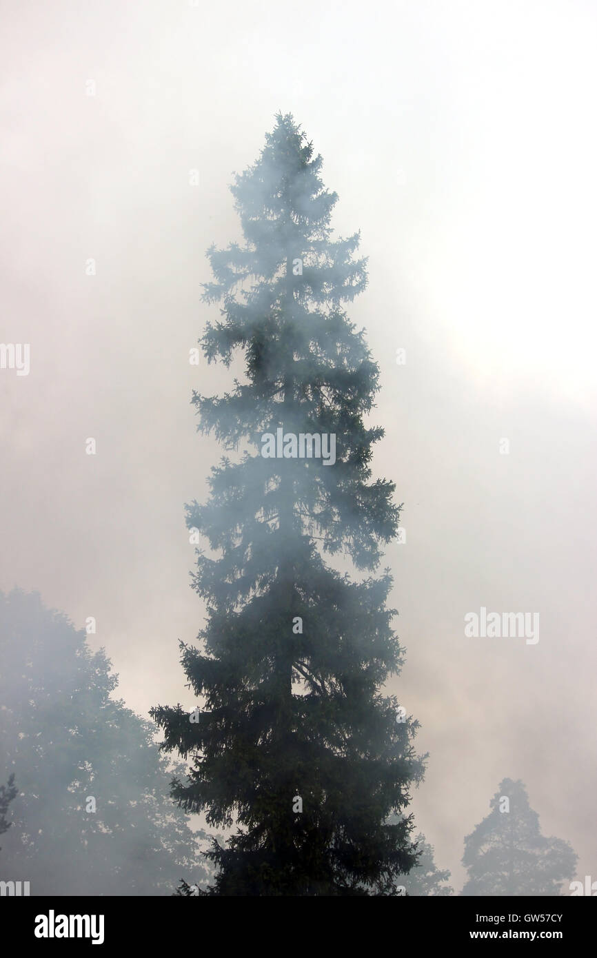 smoke from a fire in the forest. smoke texture Stock Photo - Alamy
