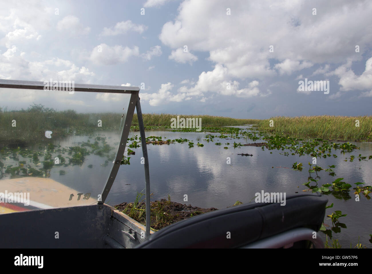 Everglades amphibian hi-res stock photography and images - Alamy