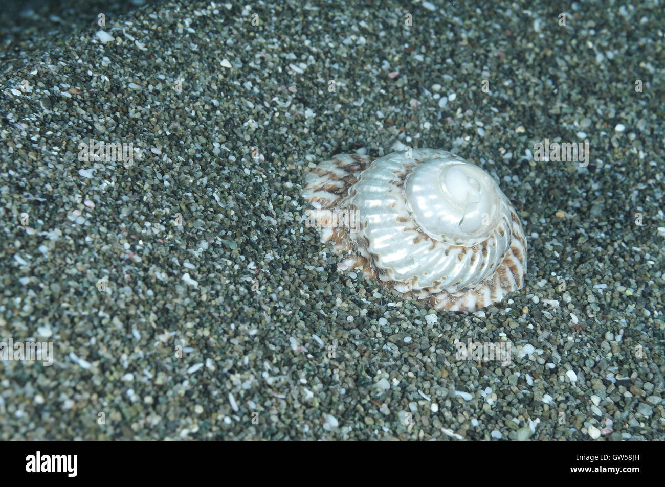 Turban shell hi-res stock photography and images - Alamy