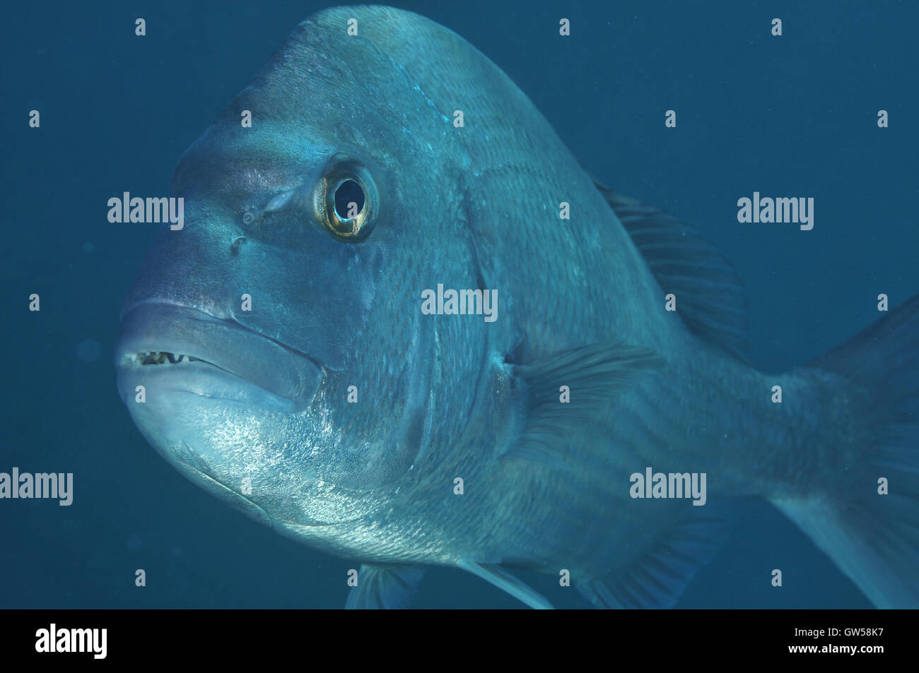 Closeup portrait of australasian snapper Stock Photo - Alamy