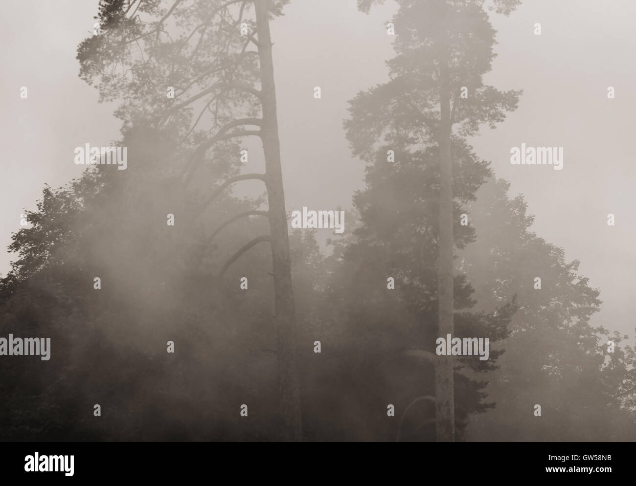 smoke from a fire in the forest. smoke texture Stock Photo - Alamy