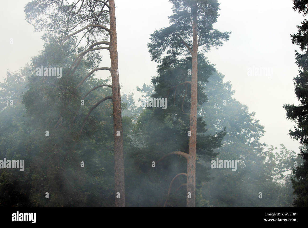 smoke from a fire in the forest. smoke texture Stock Photo - Alamy