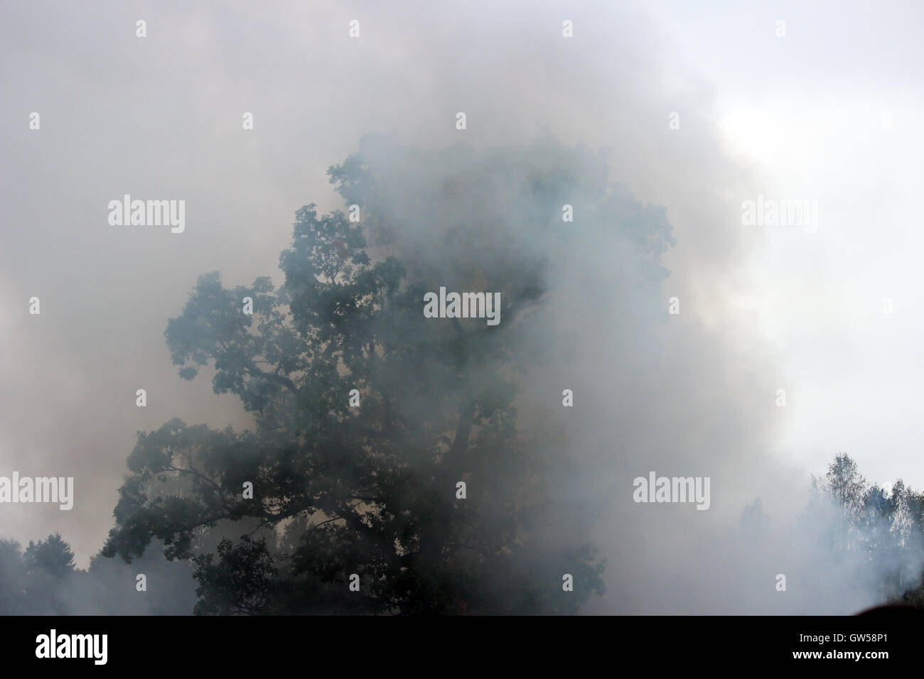 smoke from a fire in the forest. smoke texture Stock Photo - Alamy