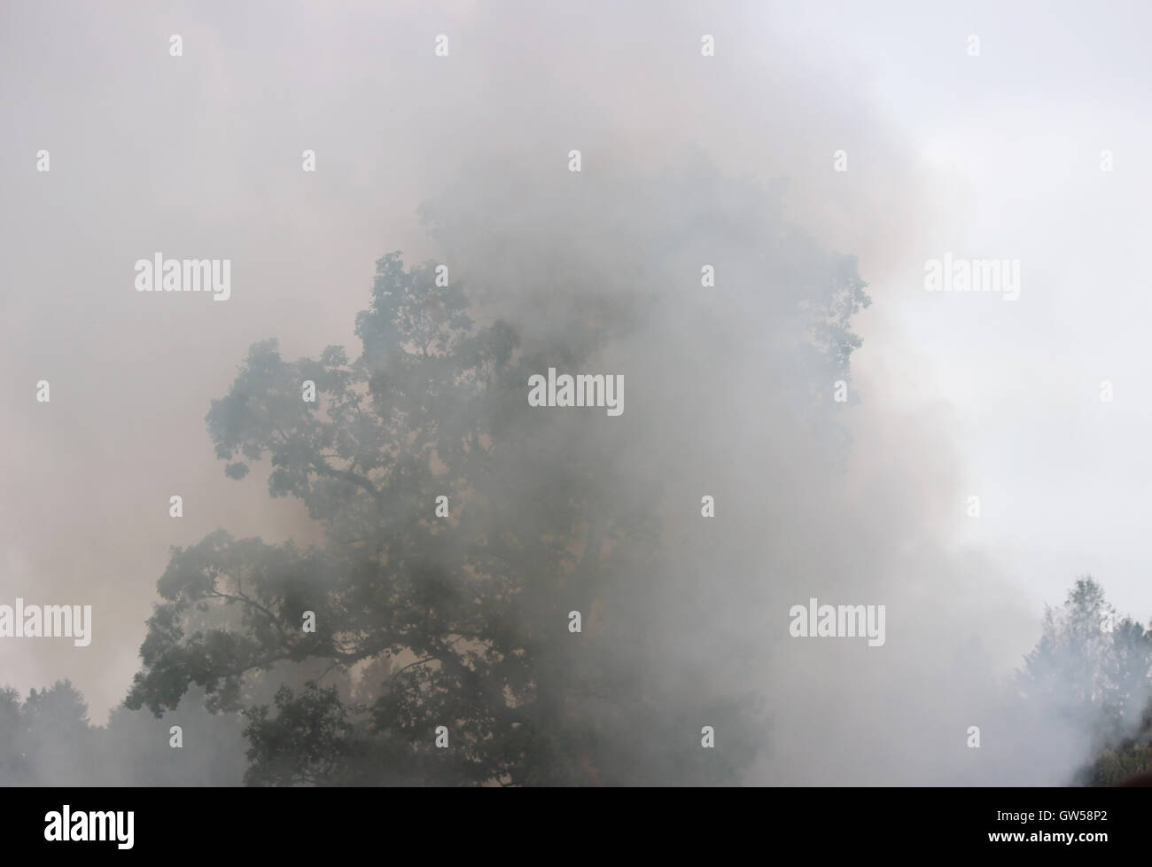 smoke from a fire in the forest. smoke texture Stock Photo - Alamy